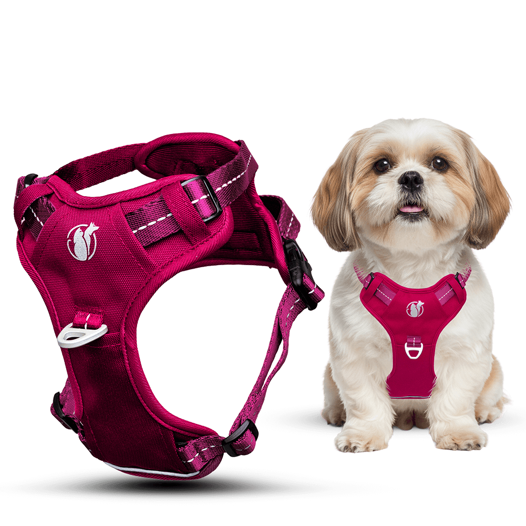 Wild Berry Small Steady+Style No Pull Harness – PawSafe