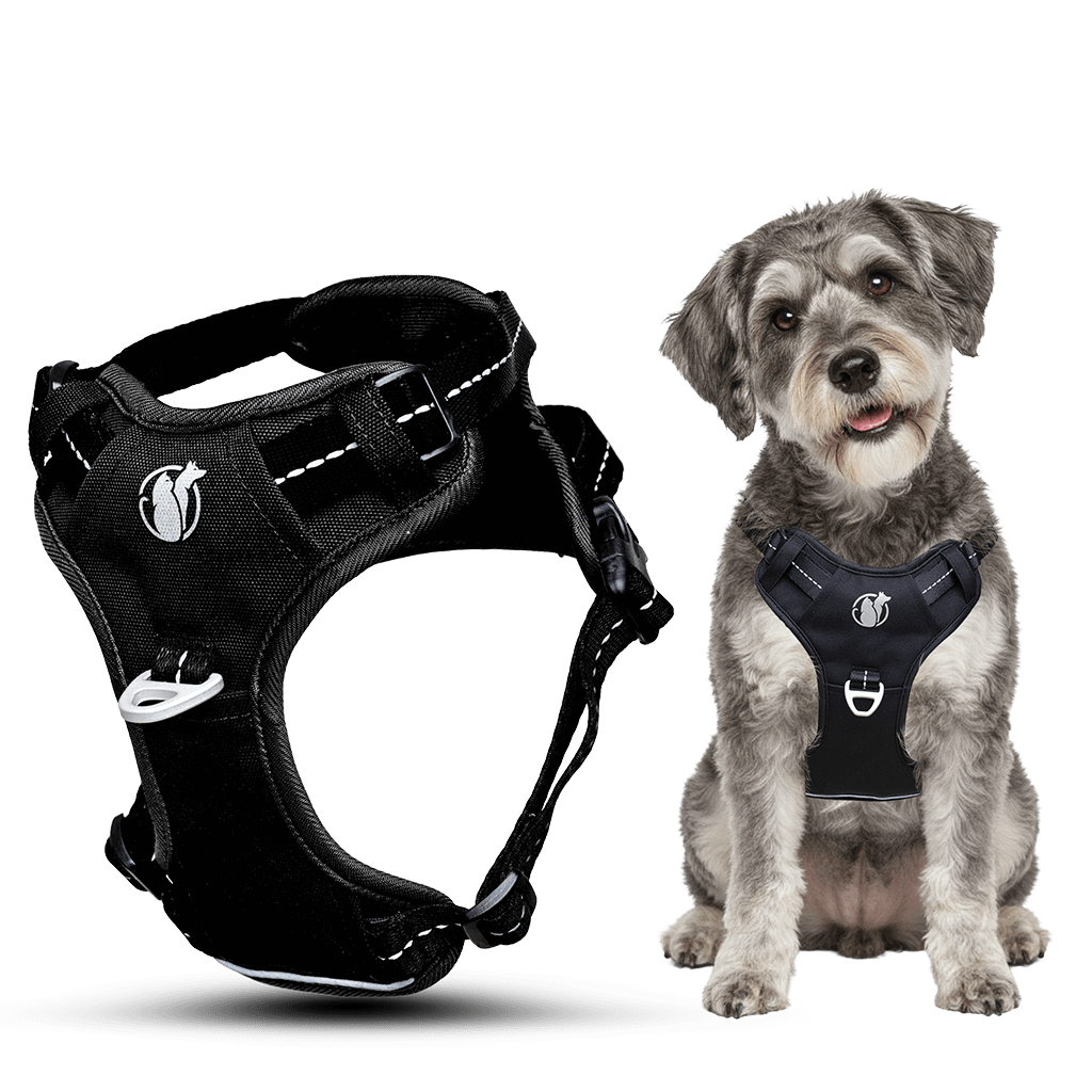 Classic Black Medium Steady+Style No Pull Harness – PawSafe