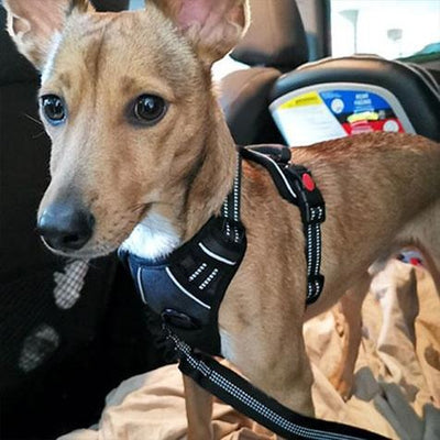 PawSafe - For pets and the people who love them